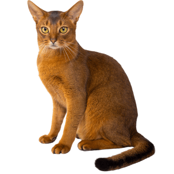 Pet Insurance for Abyssinian Cats | Compare Policies | Savvy
